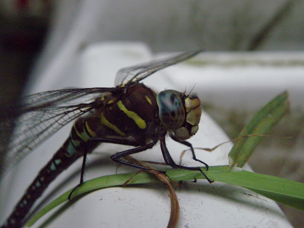 Subarctic Darner | Project Noah