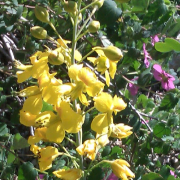 Mexican Bird of Paradisa | Project Noah