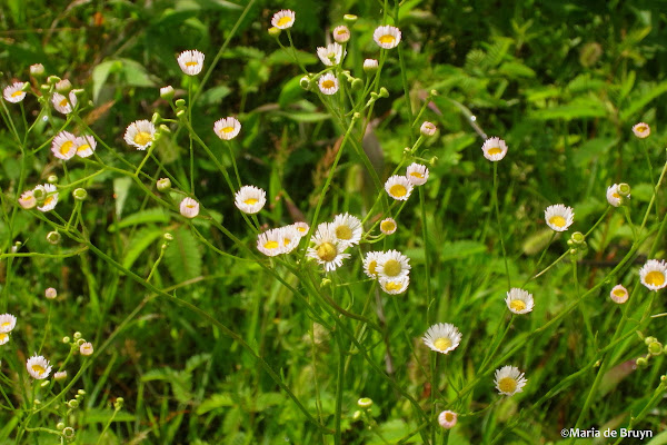 Daisy fleabane | Project Noah