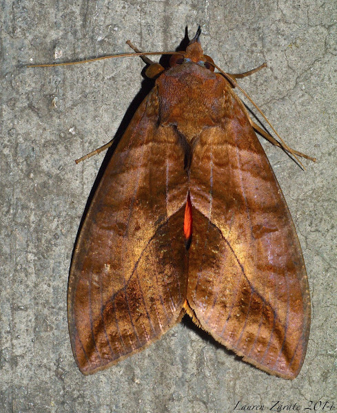 Giant Underwing Moth | Project Noah