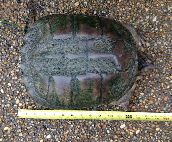 Common Snapping Turtle | Project Noah