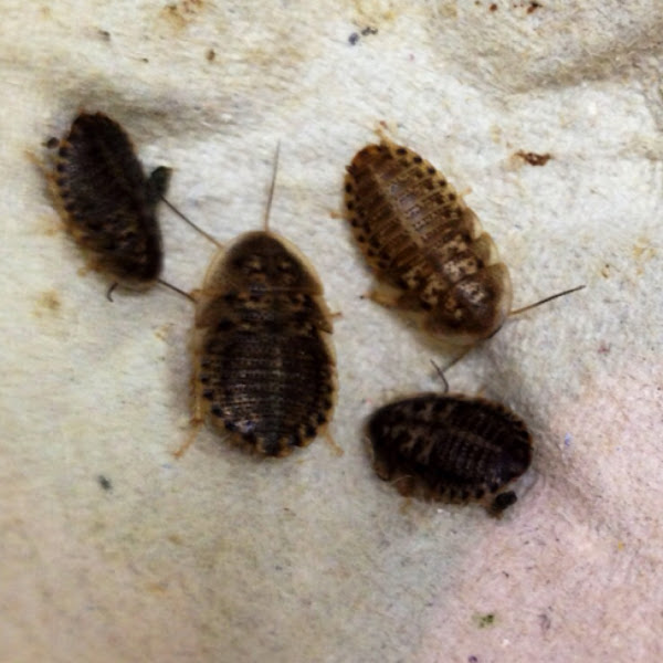 Dubia roach | Project Noah