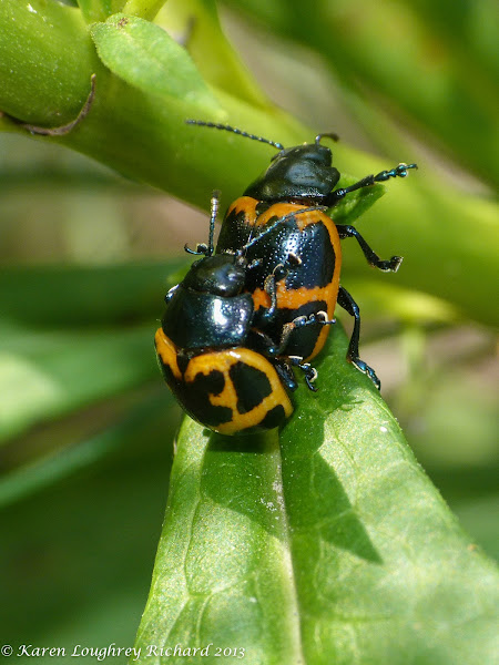 Milkweed leaf beetles (mating) | Project Noah
