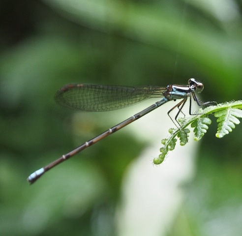 Dancer Damselfly | Project Noah