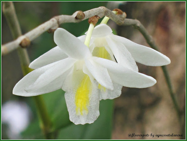 Pigeon Orchid | Project Noah