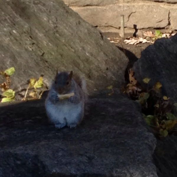 Eastern Gray Squirrel | Project Noah