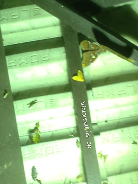 Leaf insect | Project Noah