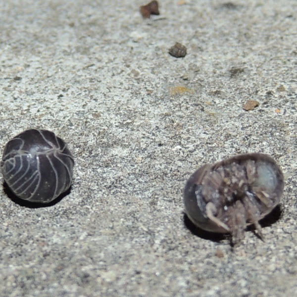 Pill bug | Project Noah