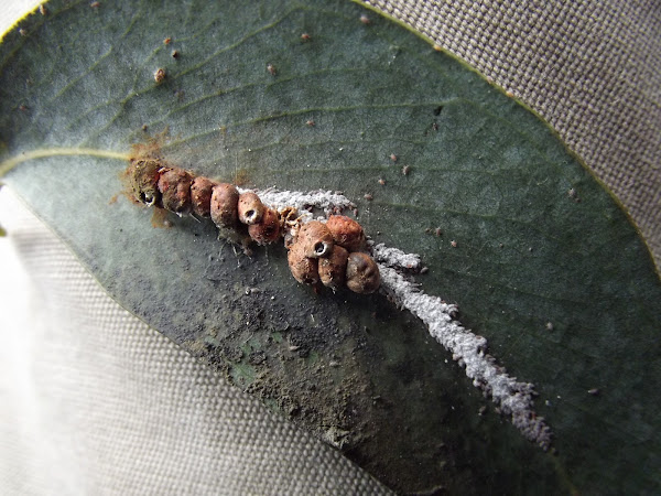 Gum Tree Scale (lerp #10) | Project Noah