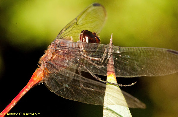 Dragonfly | Project Noah