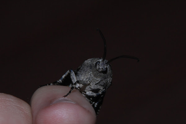 Carpenterworm Moth | Project Noah