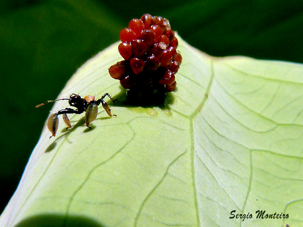Assassin bug eggs hatching | Project Noah