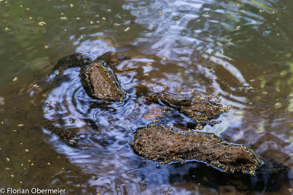 Checkered keelback | Project Noah