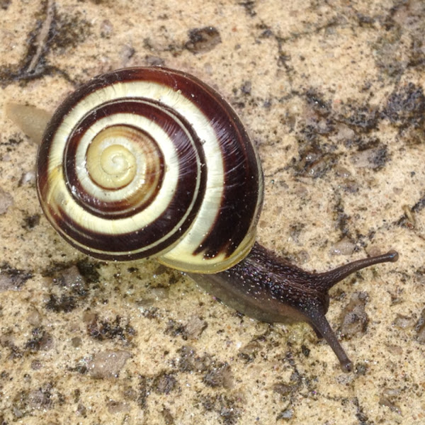 White-Lipped Snail | Project Noah