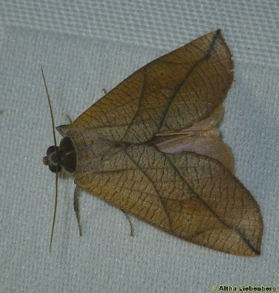 Cattle Eye Moth | Project Noah