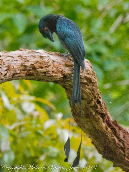 Racket-tailed Drongo | Project Noah