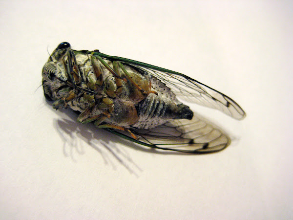 Cicada | Project Noah