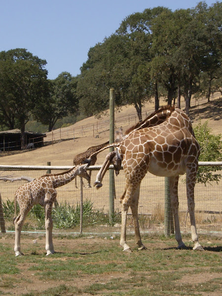 Reticulated Giraffe | Project Noah