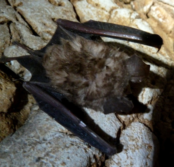 Greater Mouse-eared Bat / Veliki šišmiš | Project Noah