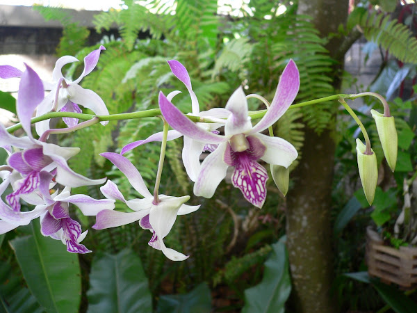Dendrobium warm type | Project Noah