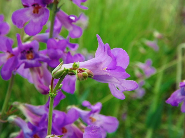 One-Sided Penstemon | Project Noah