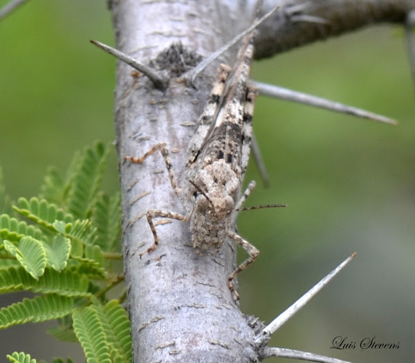 Grasshopper | Project Noah