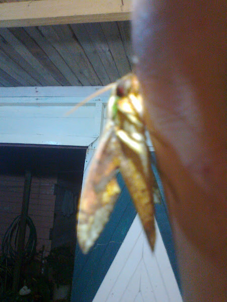 Chiron Sphinx | Project Noah