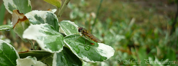 Marmalade Hoverfly | Project Noah