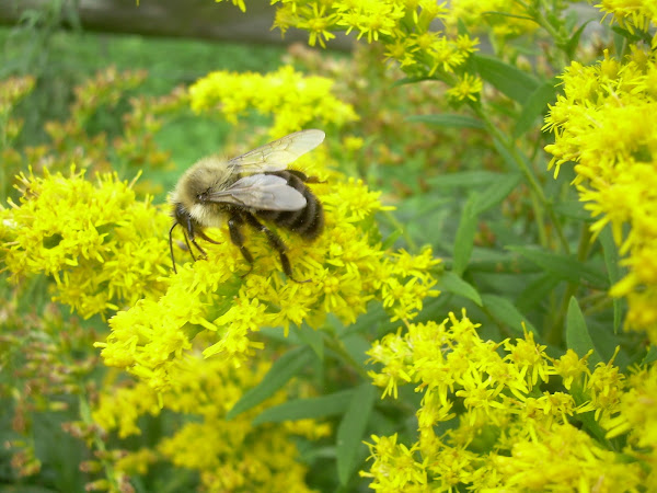 Common eastern bumble bee | Project Noah