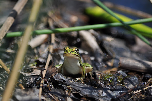 Leopard Frog | Project Noah