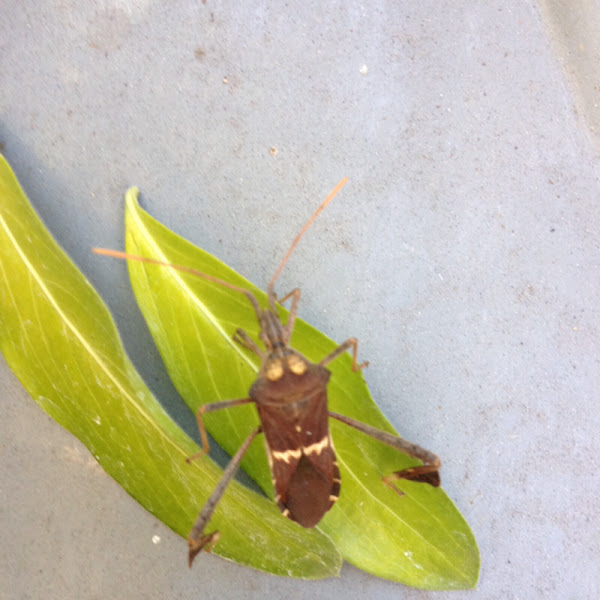 Leaf-footed Bug | Project Noah