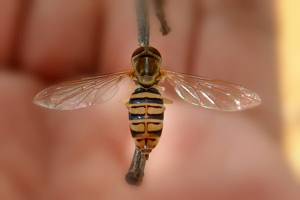 Hover fly | Project Noah