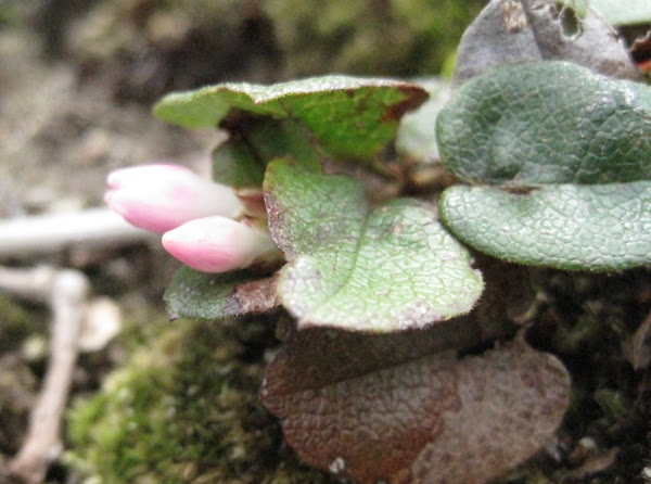 Trailing Arbutus | Project Noah
