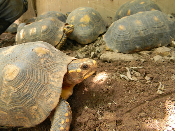 morrocoy - red-footed tortoise | Project Noah