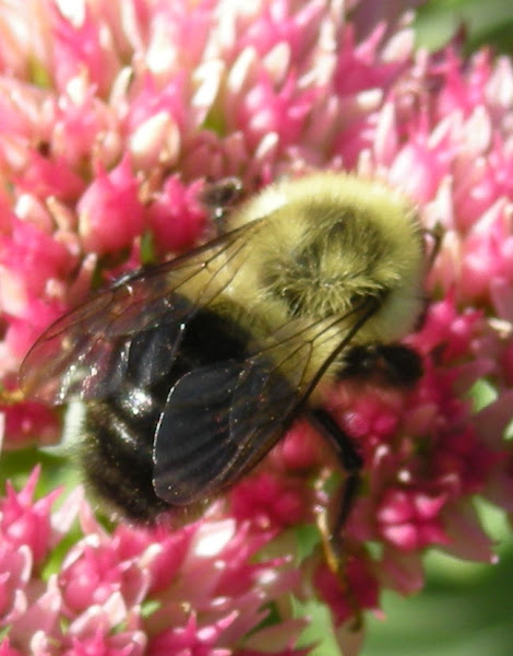 Common Eastern Bumble Bee | Project Noah