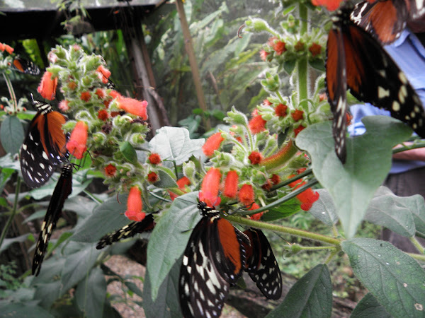 Hecale longwing | Project Noah