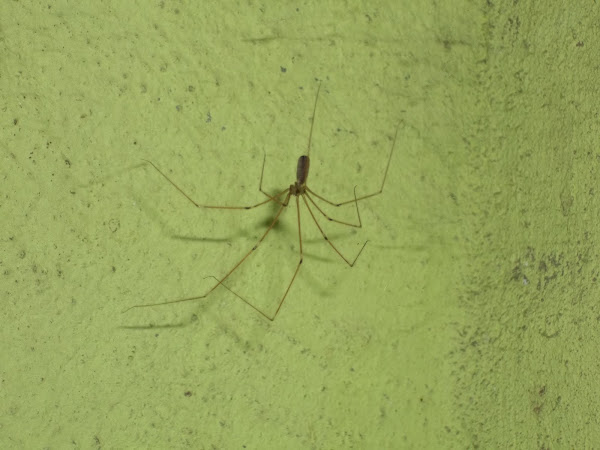 Daddy Long Legs | Project Noah