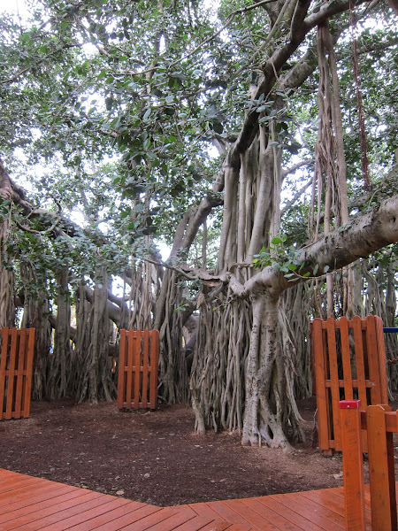 Banyan Fig (aka Indian Banyan) | Project Noah