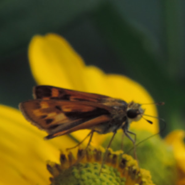 Fiery Skipper female | Project Noah
