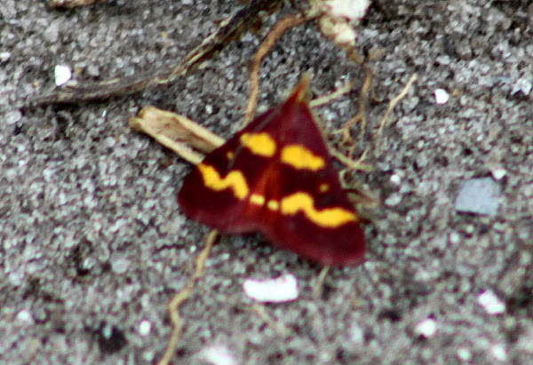 Coffee-loving Pyrausta Moth | Project Noah