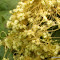 Dodder, Love Vine, Knot Weed, Strangleweed, Stranglevine, Angel’s Hair, Devil’s-Guts, Goldthread ...