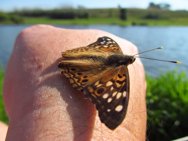 Hackberry Emperor | Project Noah