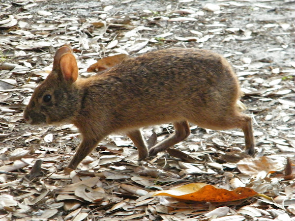 Marsh Rabbit | Project Noah