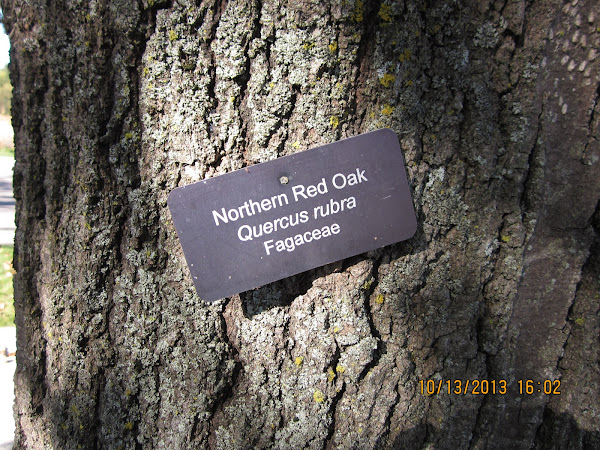Northern Red Oak | Project Noah