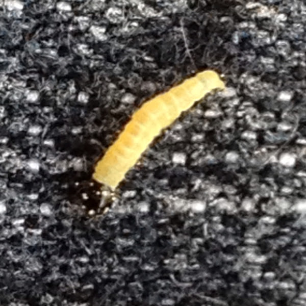 Inch worm | Project Noah