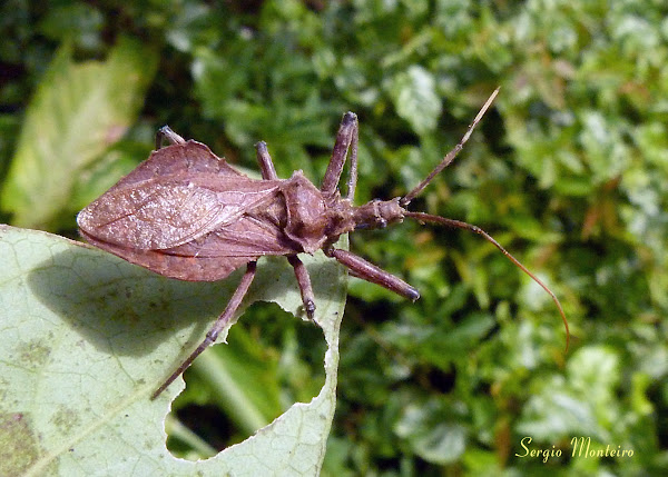 Assassin bug | Project Noah