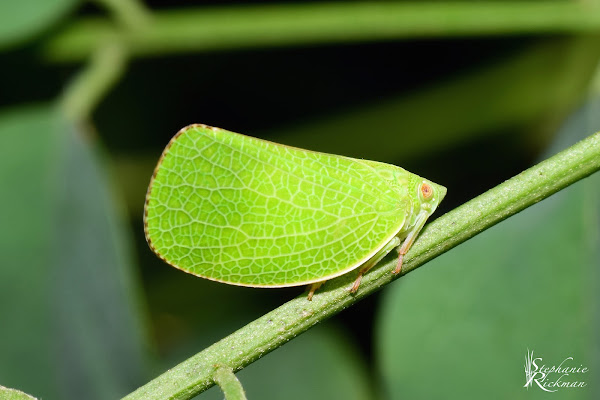 Plant Hopper | Project Noah
