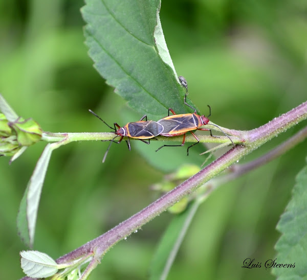 White-crossed Seed Bugs | Project Noah