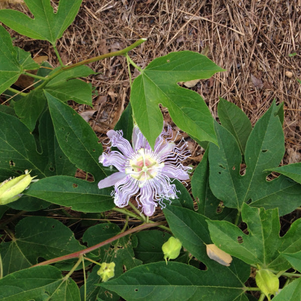 Purple passionflower | Project Noah