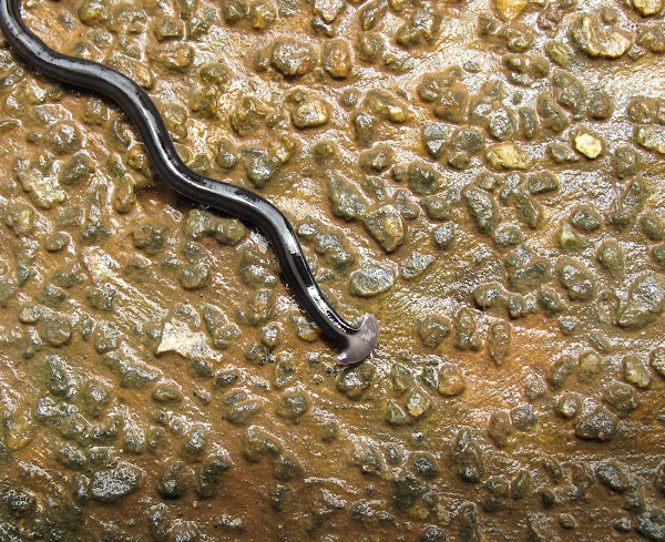 Unknown Thai Hammerhead Flatworm | Project Noah